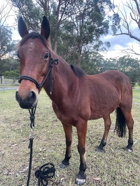 8yo brumby mare 13.3hh | Horses & Ponies | Gumtree Australia Brisbane ...