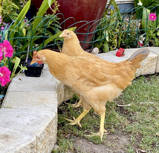 BUFF LEGHORNS pullets and hens & PLYMOUTH ROCK hen | Birds | Gumtree ...