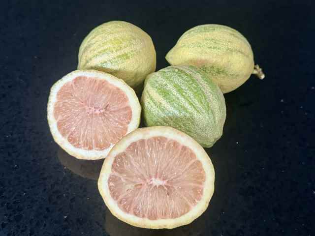 Rare Pink Lemon tree - Plants in Lakemba NSW | Gumtree Australia