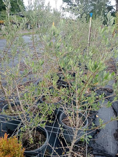 olive trees, pencil Pines for garden tree or bonsai starters - Plants ...