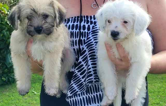 READY NOW MOOCHI PUPS 2 MALES, 1 FEMALE (1 PICK OF THE LITTER) | Dogs ...