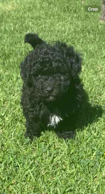 3 small boy Moodle | Dogs & Puppies | Gumtree Australia Toowoomba City ... 3 small boy Moodle | Dogs & Puppies | Gumtree Australia Toowoomba City ...