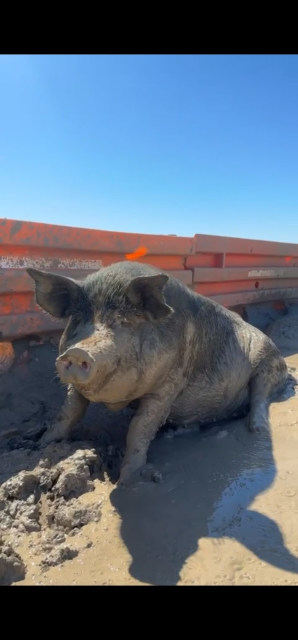 Purebred Berkshire Pigs | Livestock | Gumtree Australia Mackay City ...