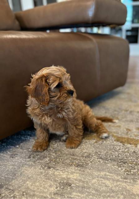 Rare Ruby Coloured Male Toy Cavoodle 🧡 | Dogs & Puppies | Gumtree ...