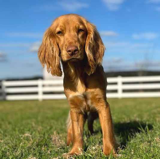 WANTED COCKER SPANIEL PUPPY | Dogs & Puppies | Gumtree Australia ...