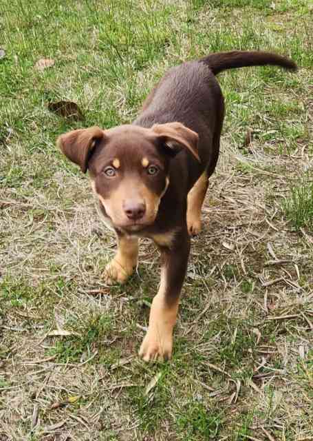 Kelpie Purebred Puppies For Sale | Dogs & Puppies | Gumtree Australia ...