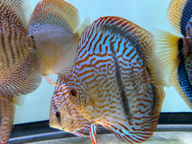 Discus Fish- Interstate shipping available | Fish | Gumtree Australia ...