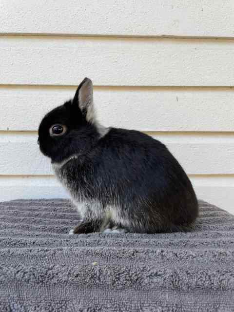 Netherland Dwarf Bunnies | Rabbits | Gumtree Australia Shepparton City ...