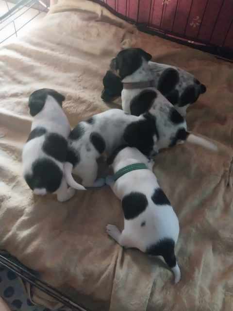 Pure-bred mini foxies stumpy tail | Dogs & Puppies | Gumtree Australia ...