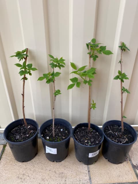 Raspberry canes - Heritage variety | Plants | Gumtree Australia Darebin ...
