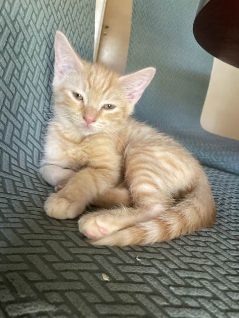 Beautiful male ginger male kitten ready for his forever home | Cats ...