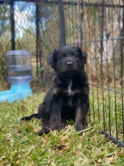 Maremma cross Border collie puppies | Dogs & Puppies | Gumtree ...