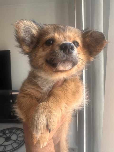 Adorable Puppies for Sale – 4 Males, 2 Females! | Dogs & Puppies ...