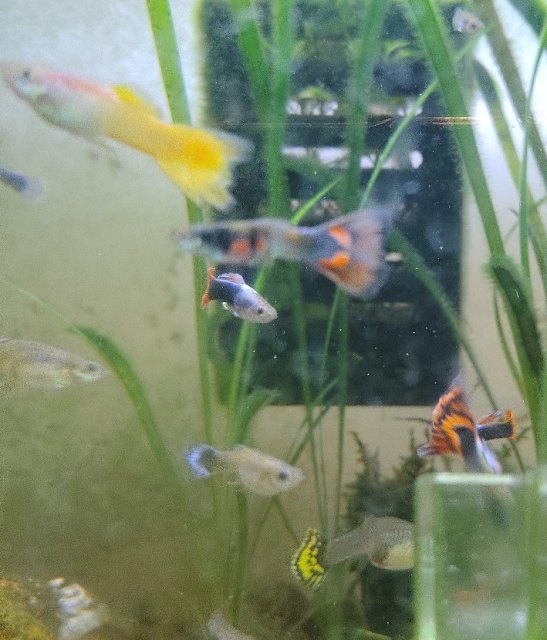 colourful guppies $4 each | Fish | Gumtree Australia Wyndham Area ...
