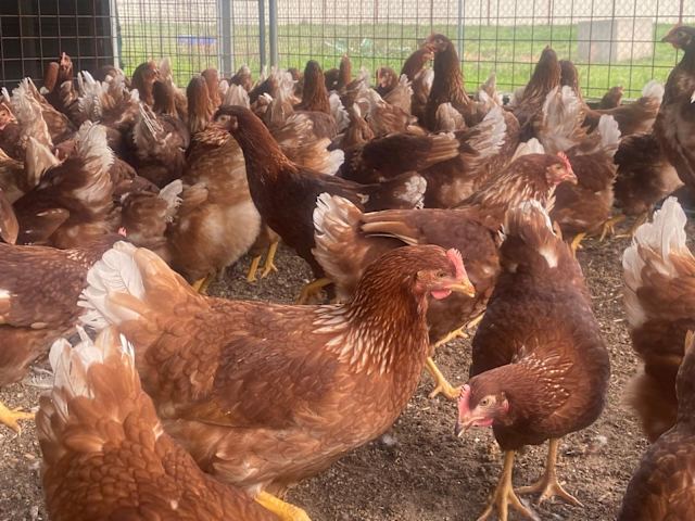 Hyline Brown Pullets, Chickens, Hens | Livestock | Gumtree Australia ...