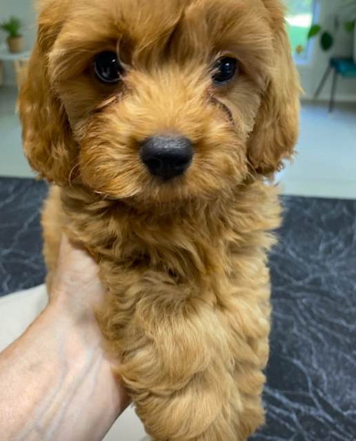 F1 Cavoodles 3 x Girls & 1 Boy. DNA Clear. | Dogs & Puppies | Gumtree ...
