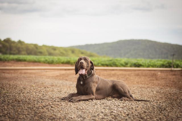 German shorthaired pointer stud male | Dogs & Puppies | Gumtree ...