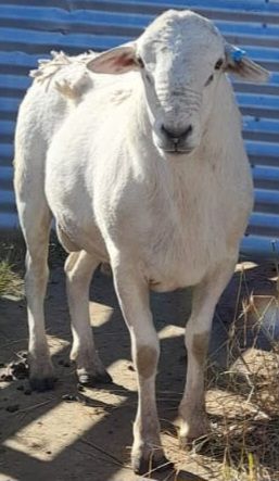 Australian White Ram | Livestock | Gumtree Australia Noosa Area - Belli ...