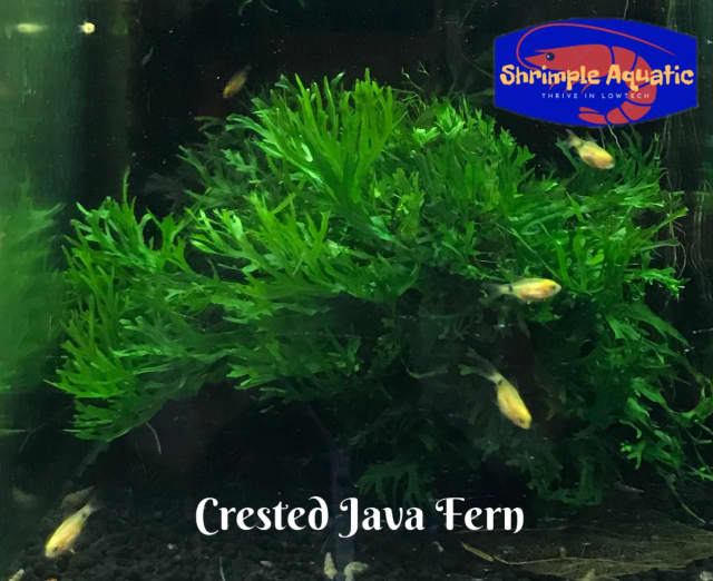 Crested Java Fern - Aquarium Plants!! 🌱🌿 | Pet Products | Gumtree ...
