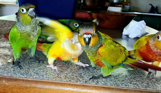 Highly Tame, Playful, Friendly Conure Parrots!! | Birds | Gumtree ...