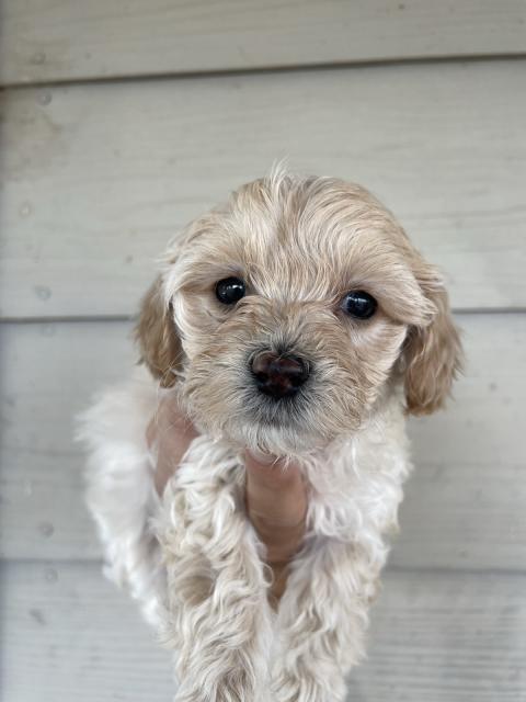 Toy poodle/moodle pups | Dogs & Puppies | Gumtree Australia Inner ...