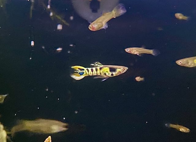 Yellow Tiger Endler guppies (Poecilia wingei) | Fish | Gumtree ...
