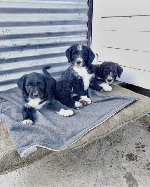 Cattle doodle puppy | Dogs & Puppies | Gumtree Australia Eurobodalla ...