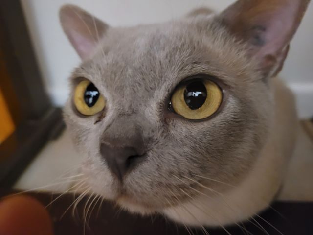 Koen Pedigree Burmese Boy | Cats & Kittens | Gumtree Australia Brisbane ...