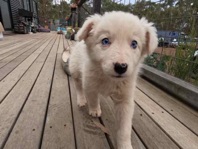 Rare white Pure breed Border Collie puppy Available Now! | Dogs ...
