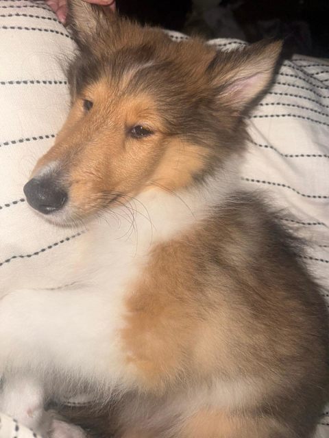 Rough collie pup (lassie) male | Dogs & Puppies | Gumtree Australia ...