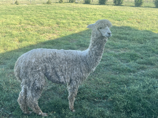 Intact Male alpaca for sale | Livestock | Gumtree Australia ...