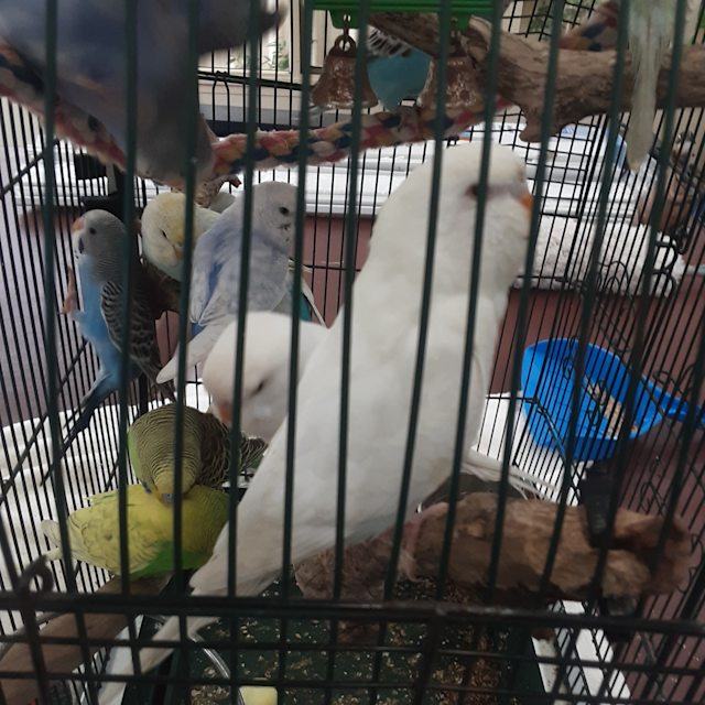 YOUNG BUDGERIGARS. | Birds | Gumtree Australia Port Stephens Area ...