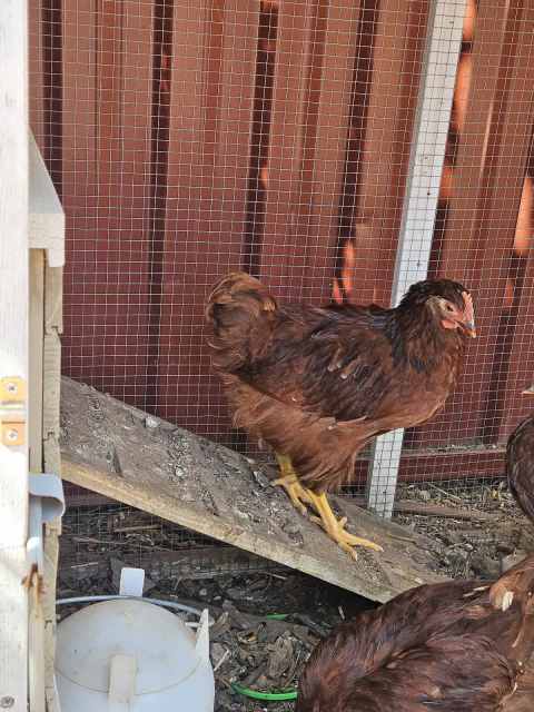 Young Roosters, pullets chickens chicks hens RIR | Livestock | Gumtree ...