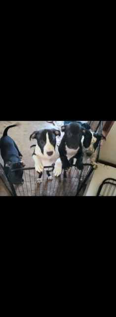 Staffy puppies need a forever home ASAP | Dogs & Puppies | Gumtree ...