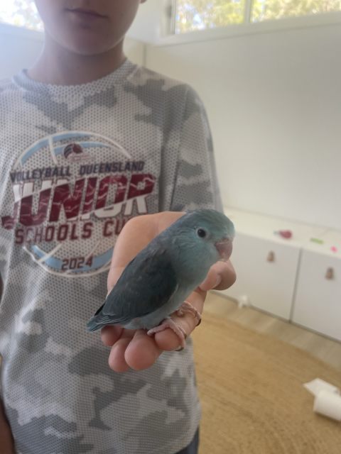 Parrotlets - Baby hand raised and very tame | Birds | Gumtree Australia ...