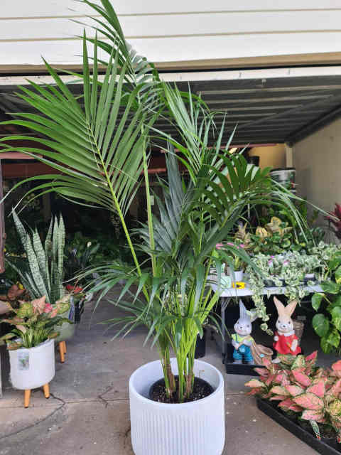 Kentia Palm / 2m tall / 30cm pot / Easy Care - Plants in Holland Park ...