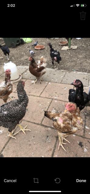 Pure breed Shamo, Asil, Malay, Aussie hens ready for eggs Laying $50 ...