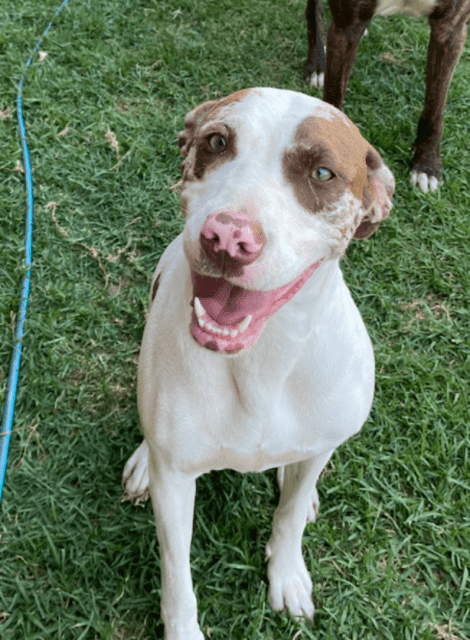 Chloe Catahoula x ( Ready for adoption & LOVE ) | Dogs & Puppies ...
