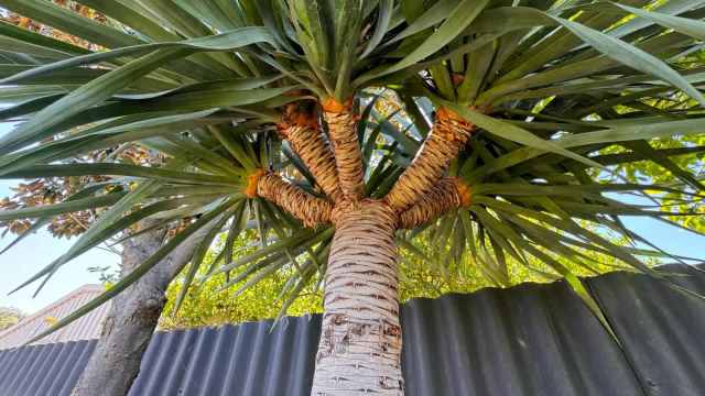 Dragon Trees x3 - Plants in Beechboro WA | Gumtree Australia