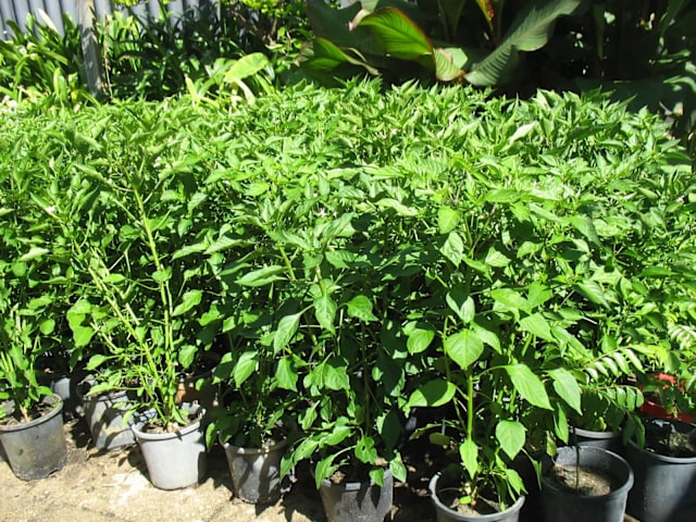 Potted bird-eye and Thai chilli for sale - Plants in Mirrabooka WA ...
