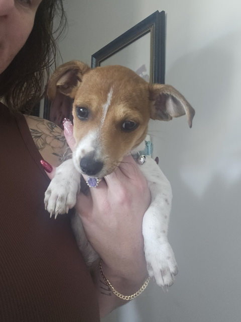 💗 GIRL 💓 Mini Foxy Cross | Dogs & Puppies | Gumtree Australia Ipswich ...