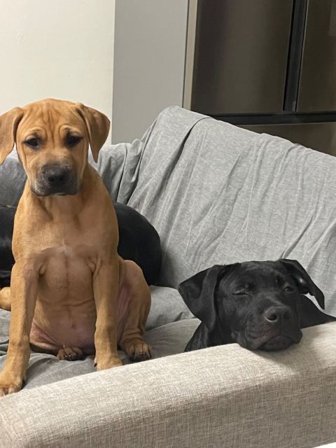 Puppy for free looking for a good family | Dogs & Puppies | Gumtree ...