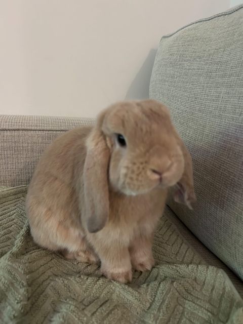 Pure bred mini lop rabbit | Rabbits | Gumtree Australia Banyule Area ...