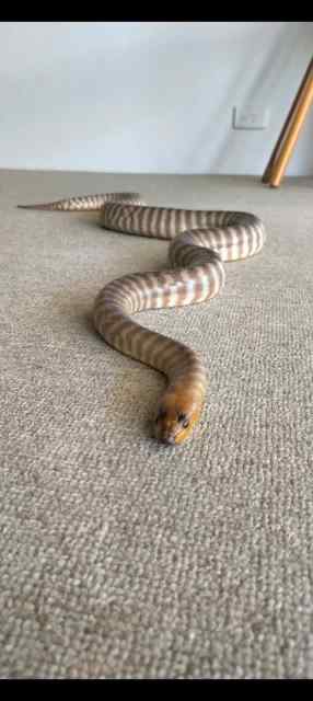 female woma python + enclosure | Reptiles & Amphibians | Gumtree ...