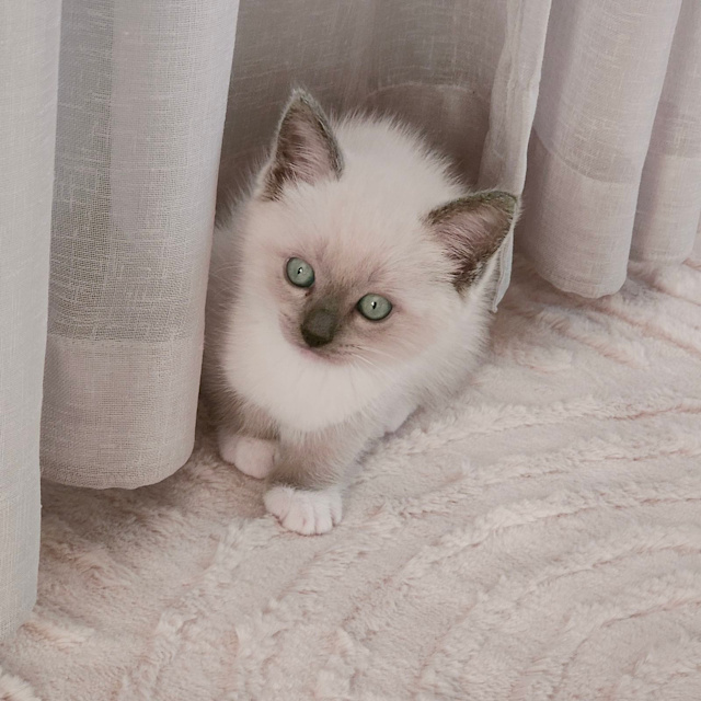 Ragdoll x Burmese | Cats & Kittens | Gumtree Australia Caboolture Area ...