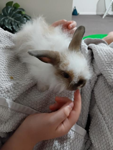10 weeks male cashmere mini lop cross jersey wooly rabbit | Rabbits ...