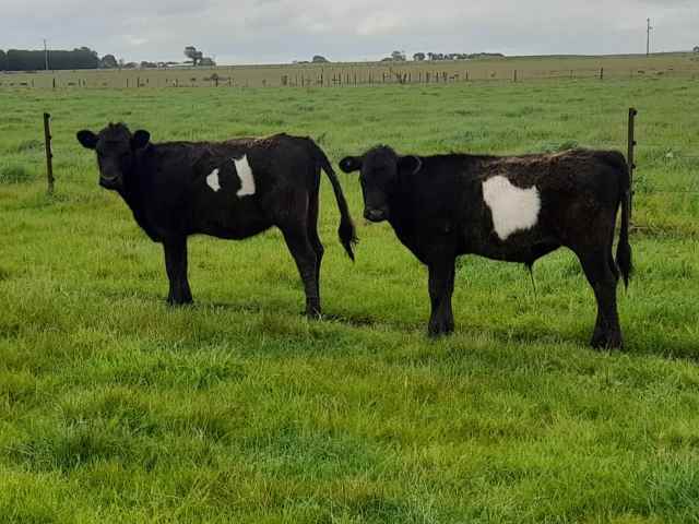Angus X Belted Galloway Heifers | Livestock | Gumtree Australia ...