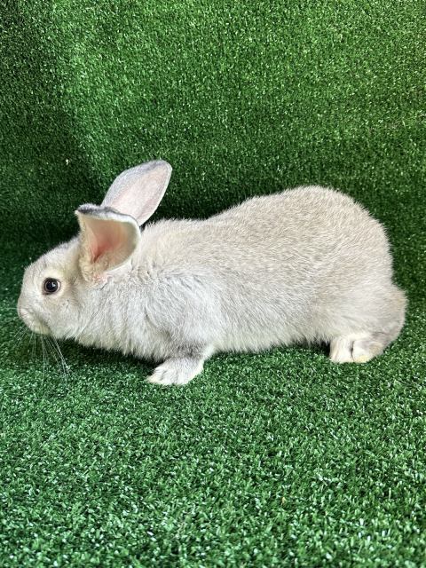 Flemish giant baby rabbits | Rabbits | Gumtree Australia Melton Area ...