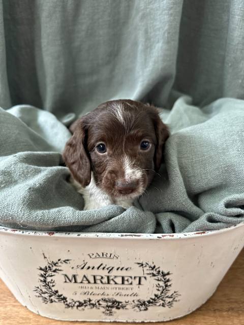 Solid longhair miniature dachshunds | Dogs & Puppies | Gumtree ...