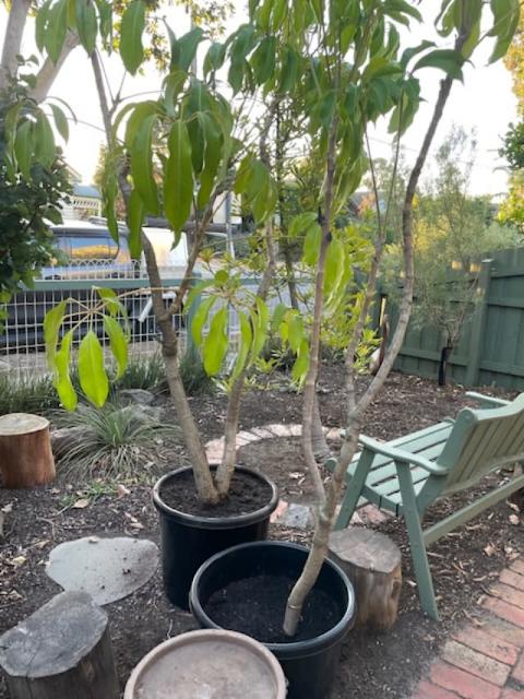 Plants and garden yard/garage sale - Garage Sale in Northcote VIC ...